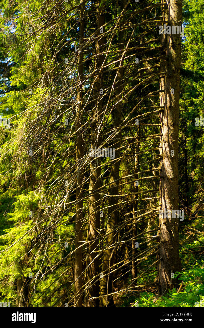 Beautiful pine tree on mountains Stock Photo - Alamy