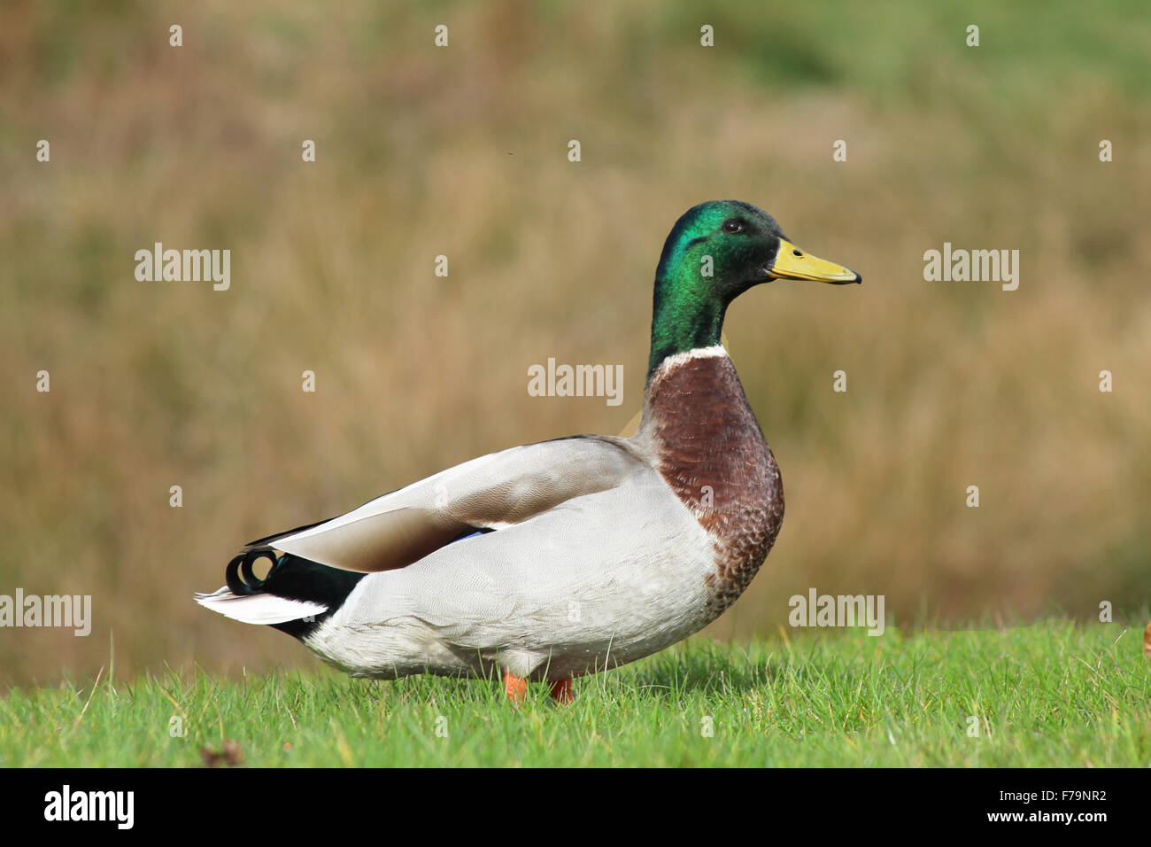 Mallard duck bird hi-res stock photography and images - Alamy