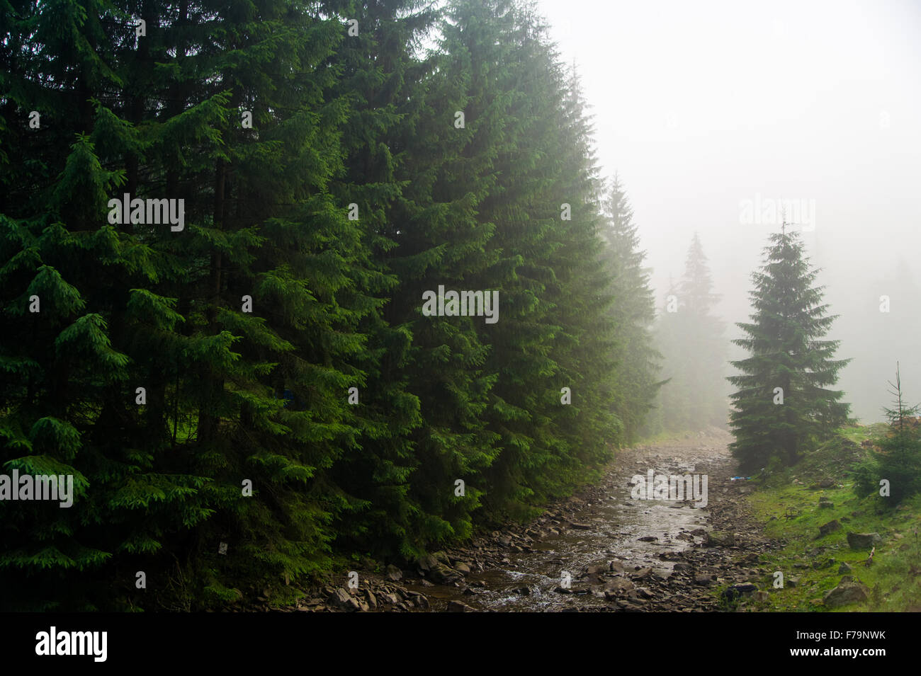 Beautiful pine trees on mountains Stock Photo - Alamy