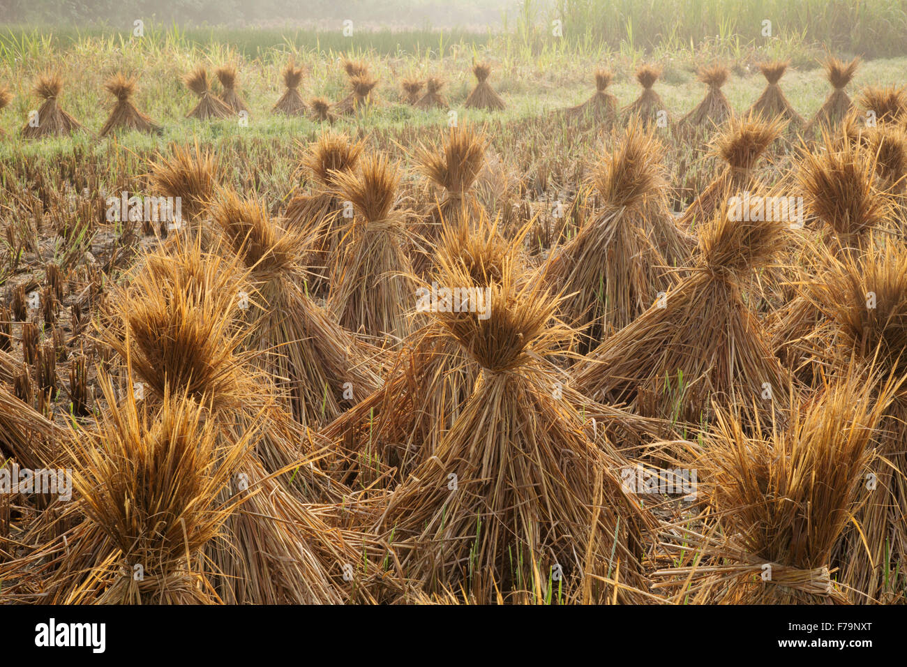 Agriculture china chinese drying hi-res stock photography and images ...