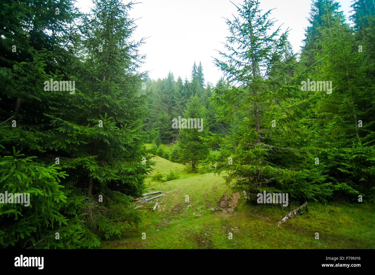 Beautiful pine trees on mountains Stock Photo - Alamy