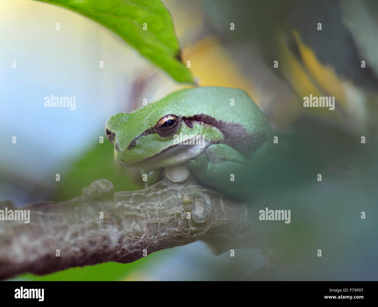 Mediterranean tree frog hi-res stock photography and images - Alamy