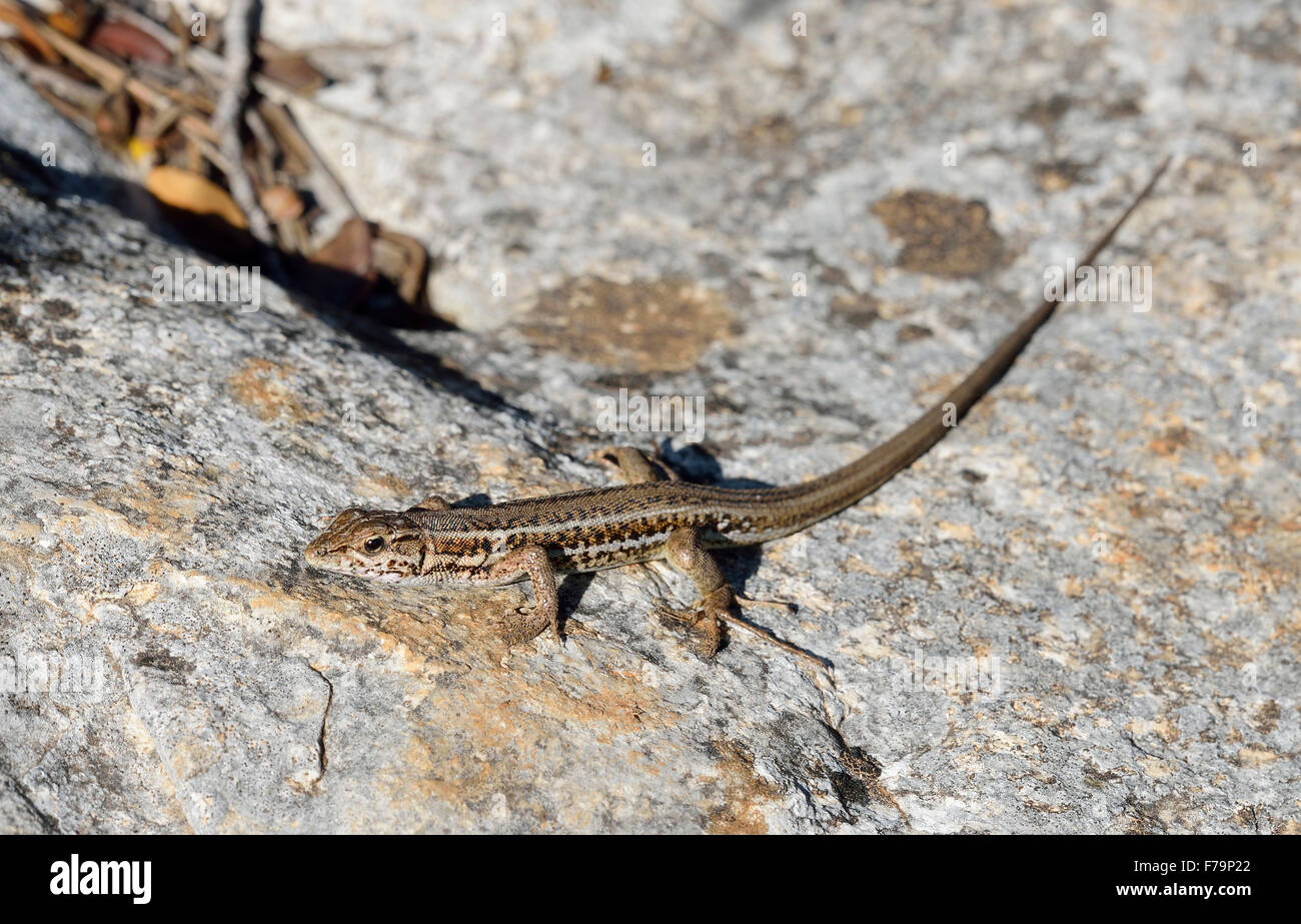 Snake-eyed Lacertid - Ophisops elegans Common Lizard in Cyprus Stock ...