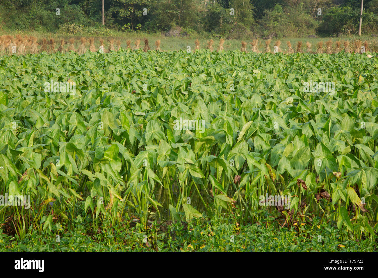 Taro field asia hi-res stock photography and images - Alamy
