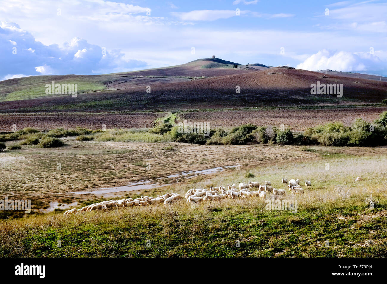 sheep near Corleone, Sicily Stock Photo - Alamy