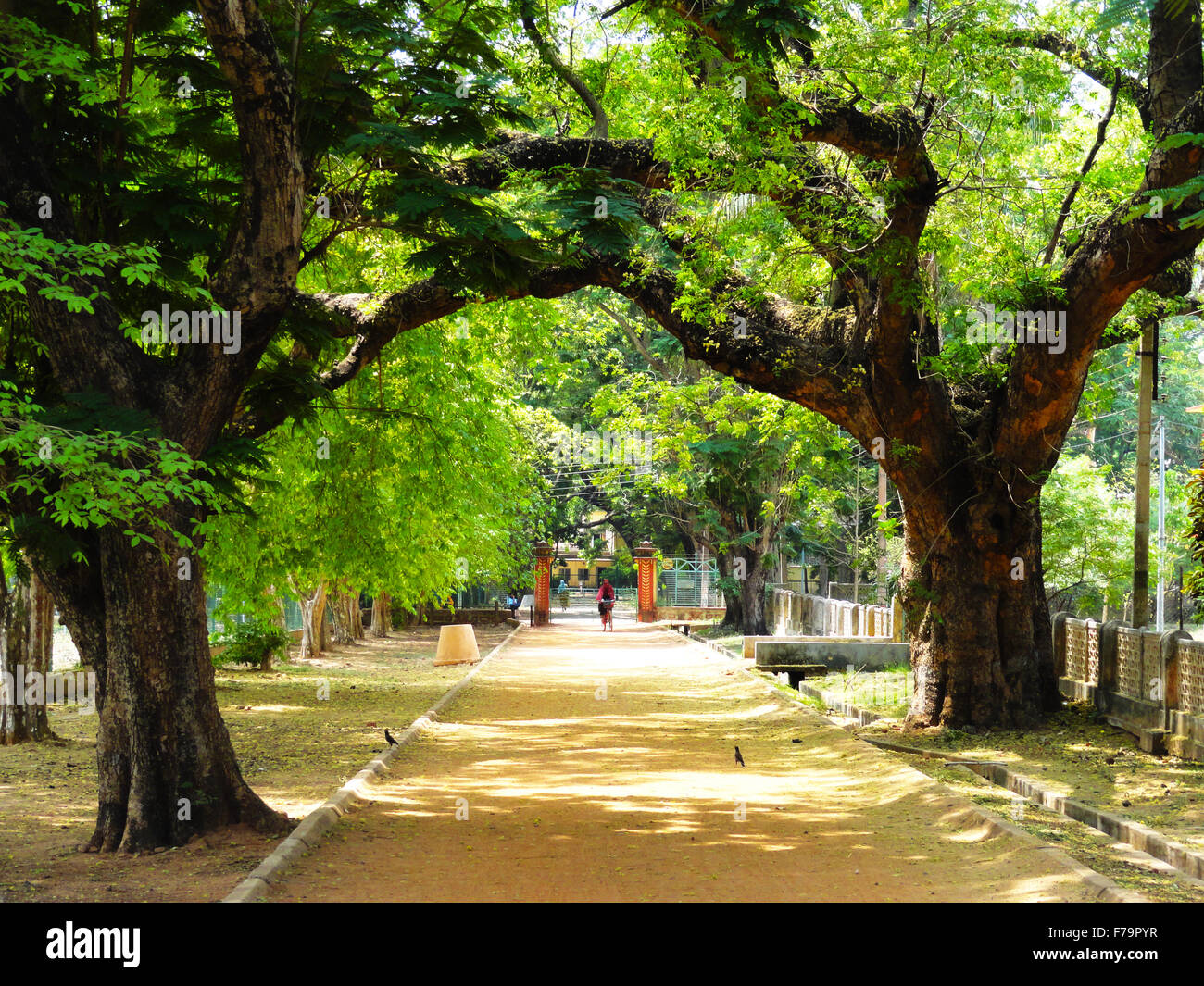 The Path Between the Big Trees Stock Photo - Alamy