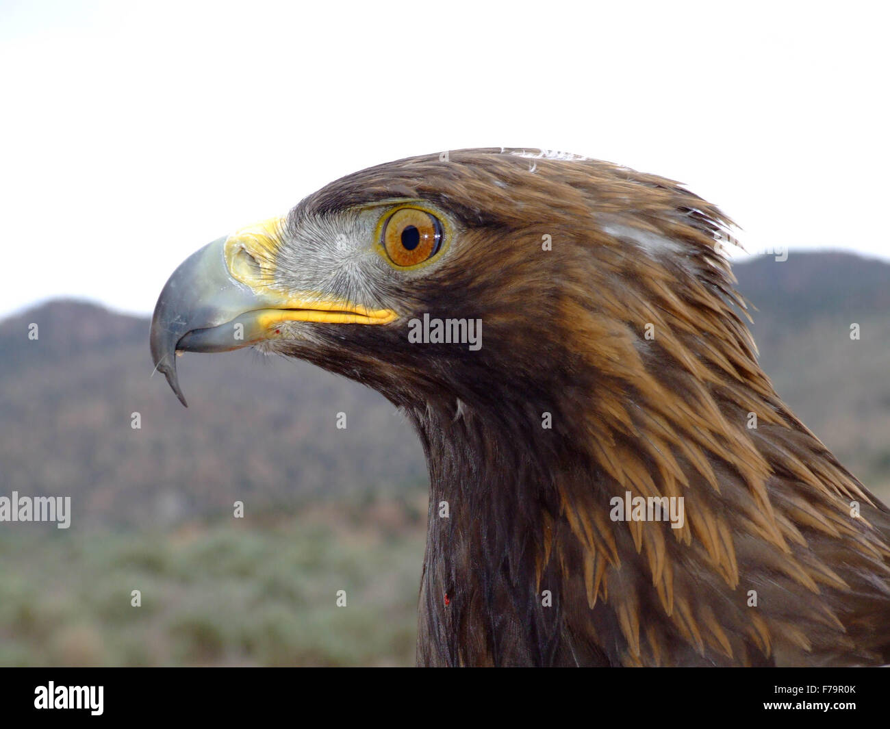 A rescued eagle from the wild staring at its next prey Stock Photo - Alamy