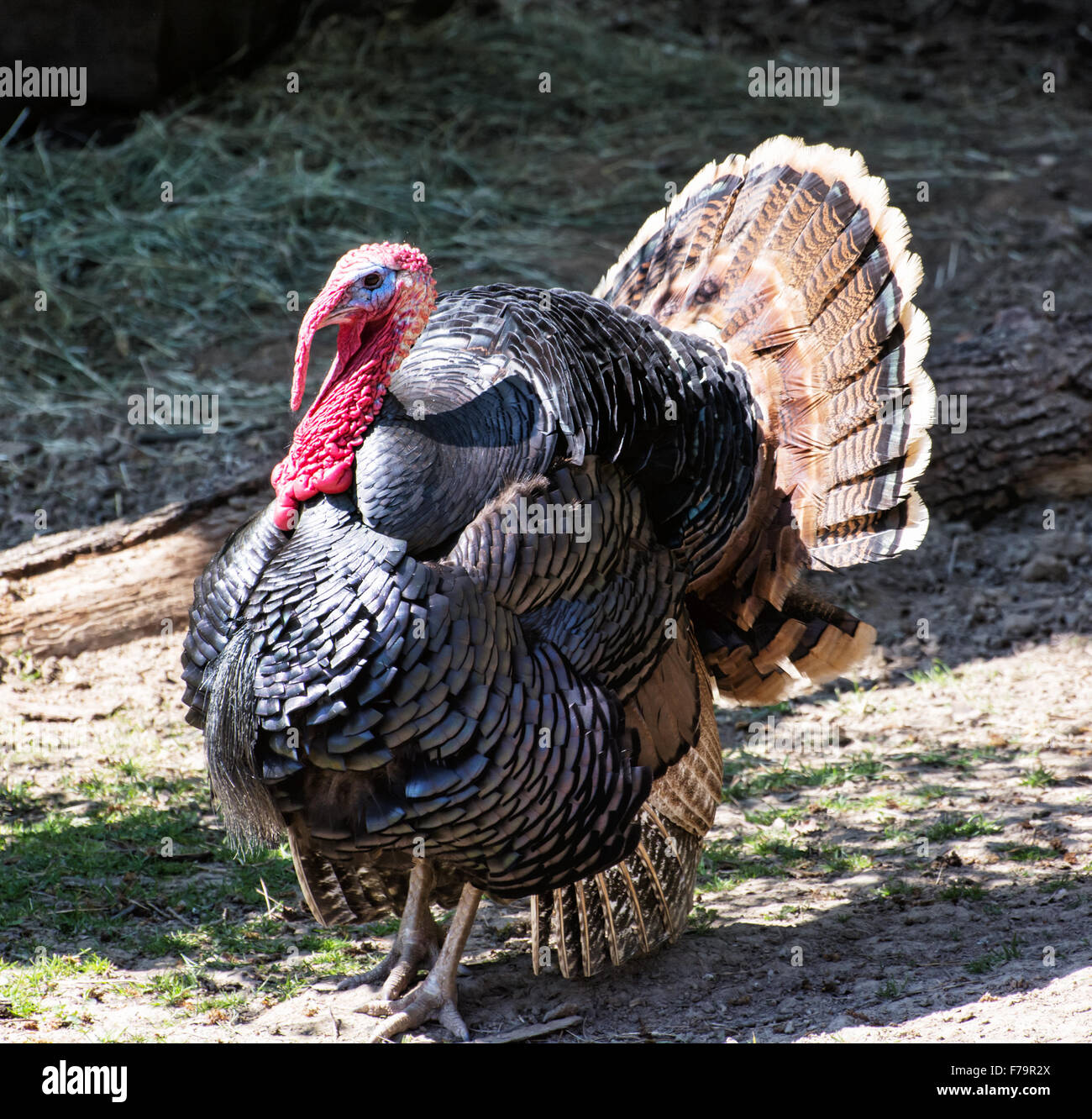 Portrait of the male Wild turkey (Meleagris gallopavo). Animal scene ...
