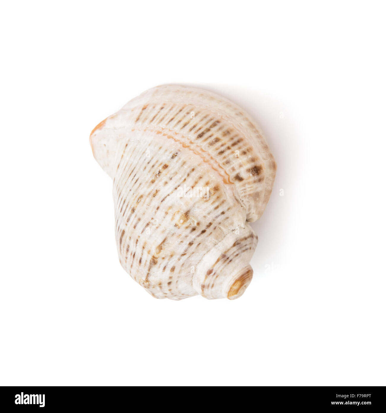 Tide pool marine life Cut Out Stock Images & Pictures - Alamy