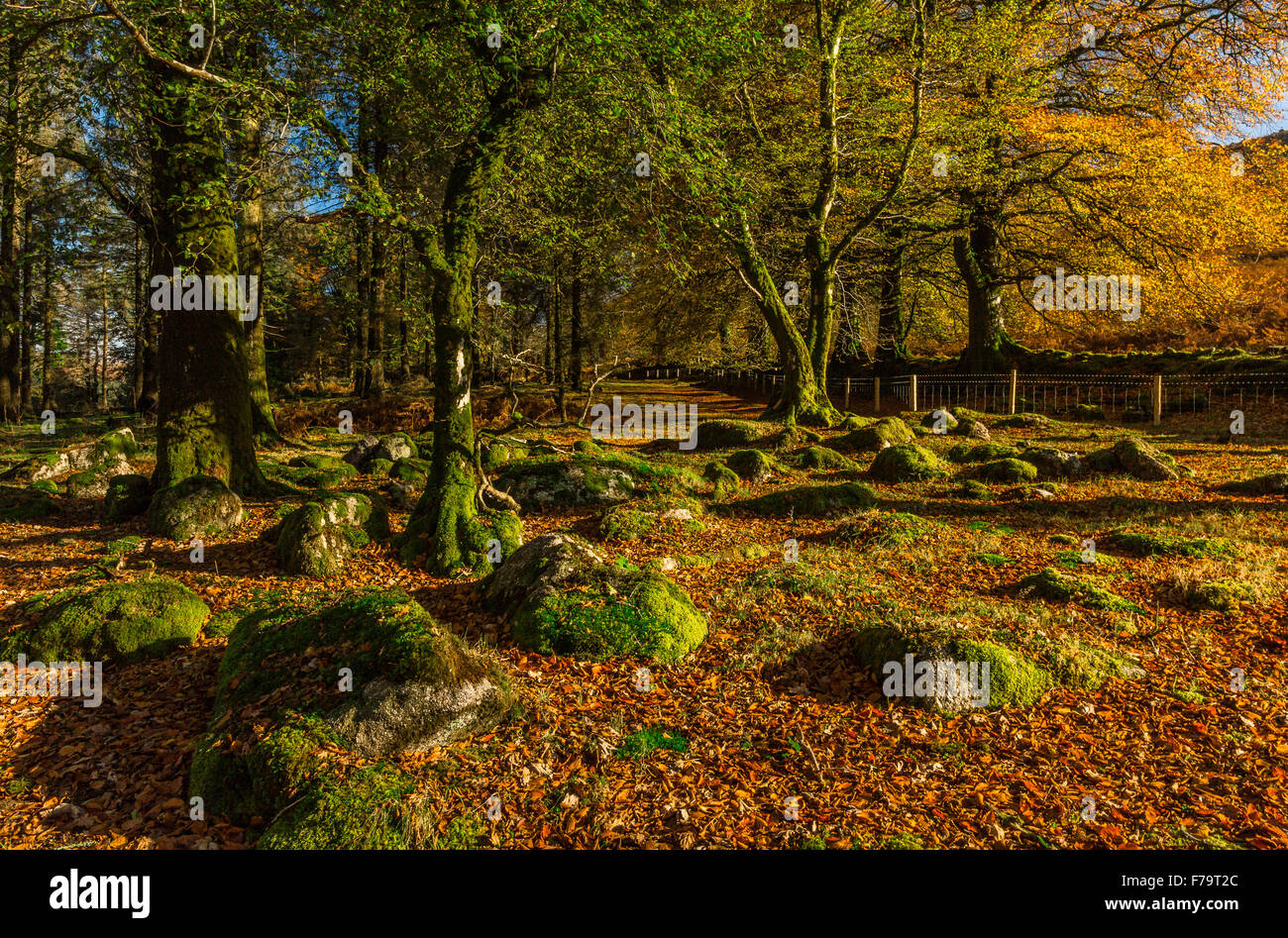 Autumn colour and leaves at Burrator, Dartmoor, Devon, UK Stock Photo ...