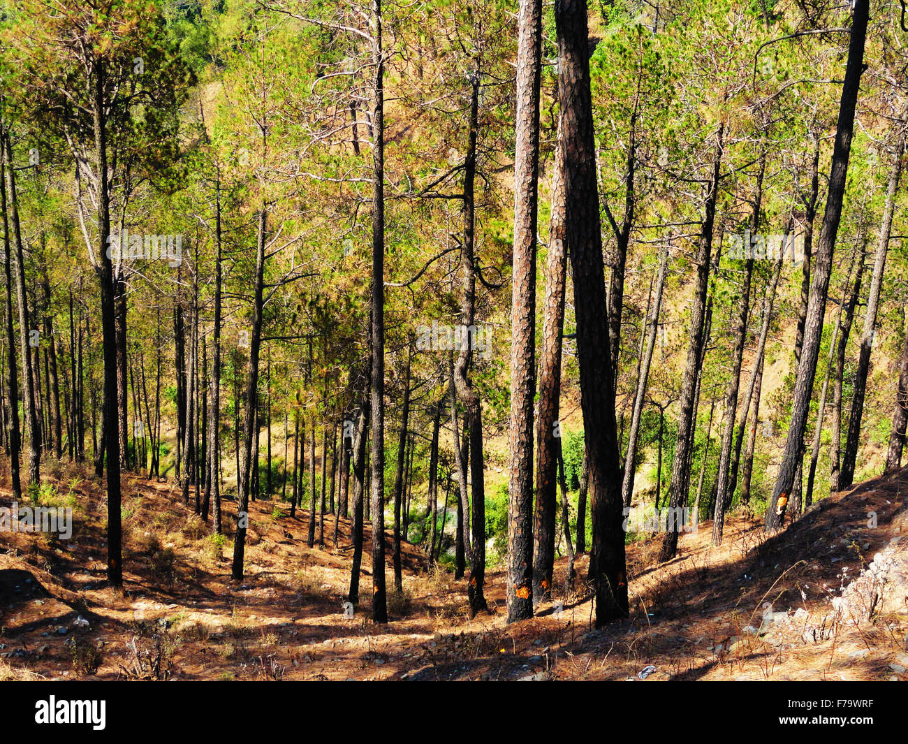 sky touching Trees in Asian Forest, Shimla, Himachal Pradesh Stock ...