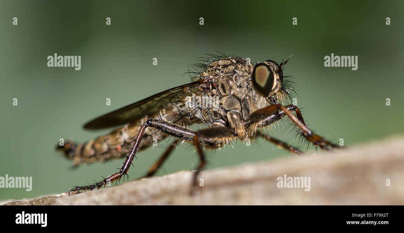 Macro image of robber fly against green background Stock Photo - Alamy