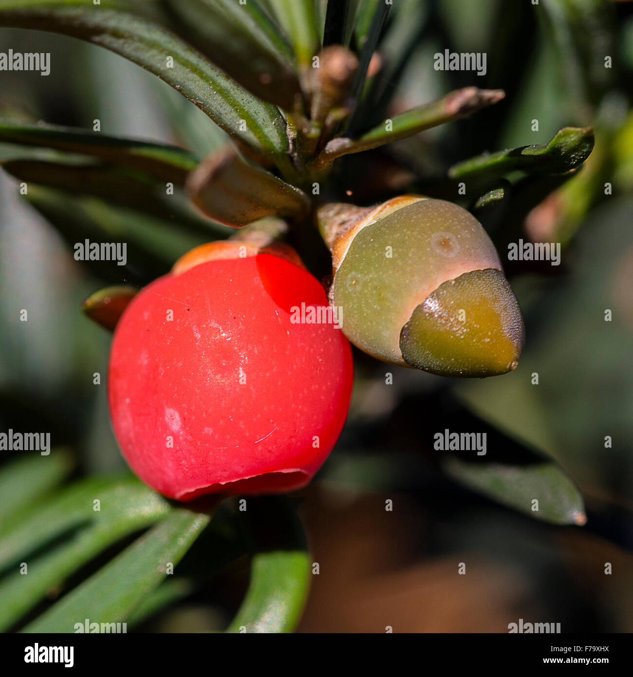 Yew fruit hi-res stock photography and images - Alamy