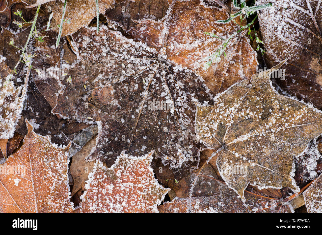 Hoarfrost veins hi-res stock photography and images - Alamy