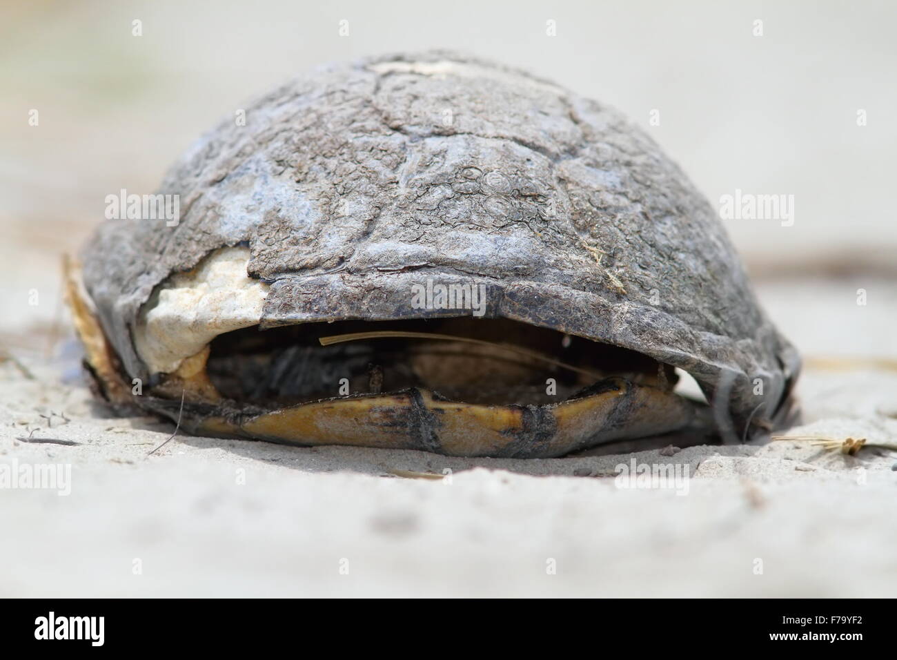 Ugly turtle hi-res stock photography and images - Alamy