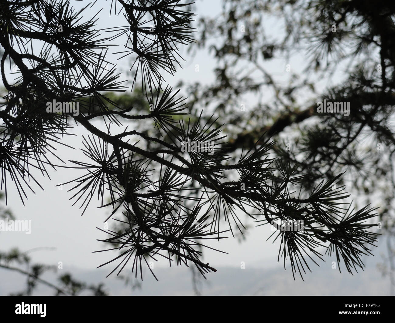 India pine tree hi-res stock photography and images - Alamy