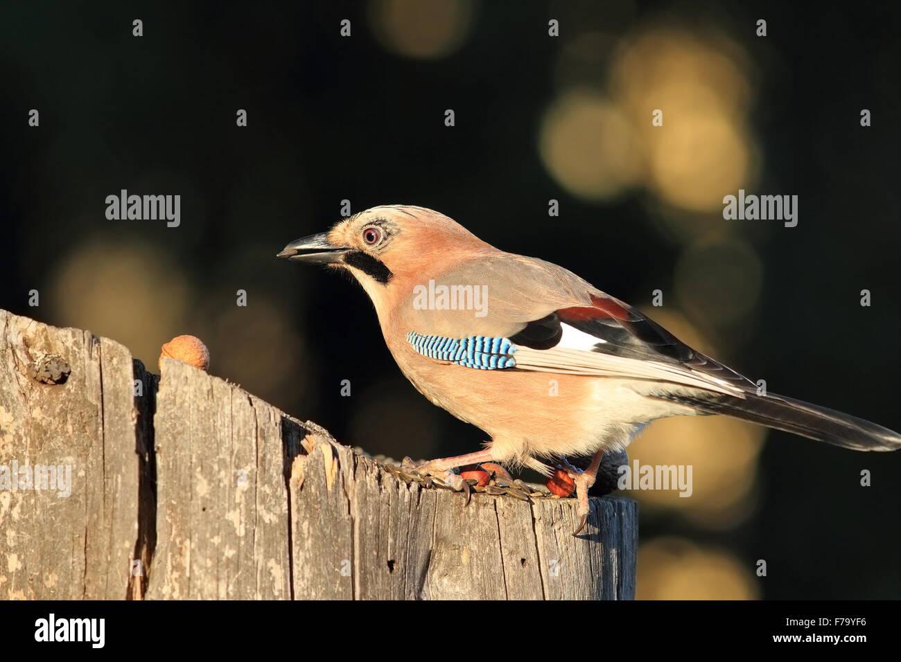 Eurasian jay winter birdfeeder hi-res stock photography and images - Alamy