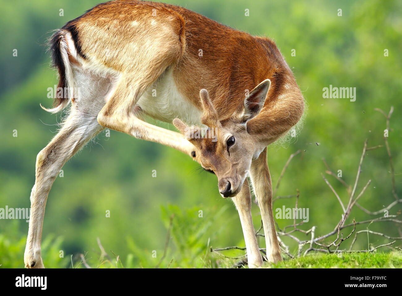 fallow deer scratching because of flies and ticks ( Dama Stock Photo ...