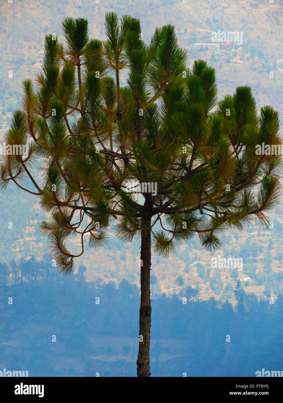 pine tree with cone Stock Photo - Alamy