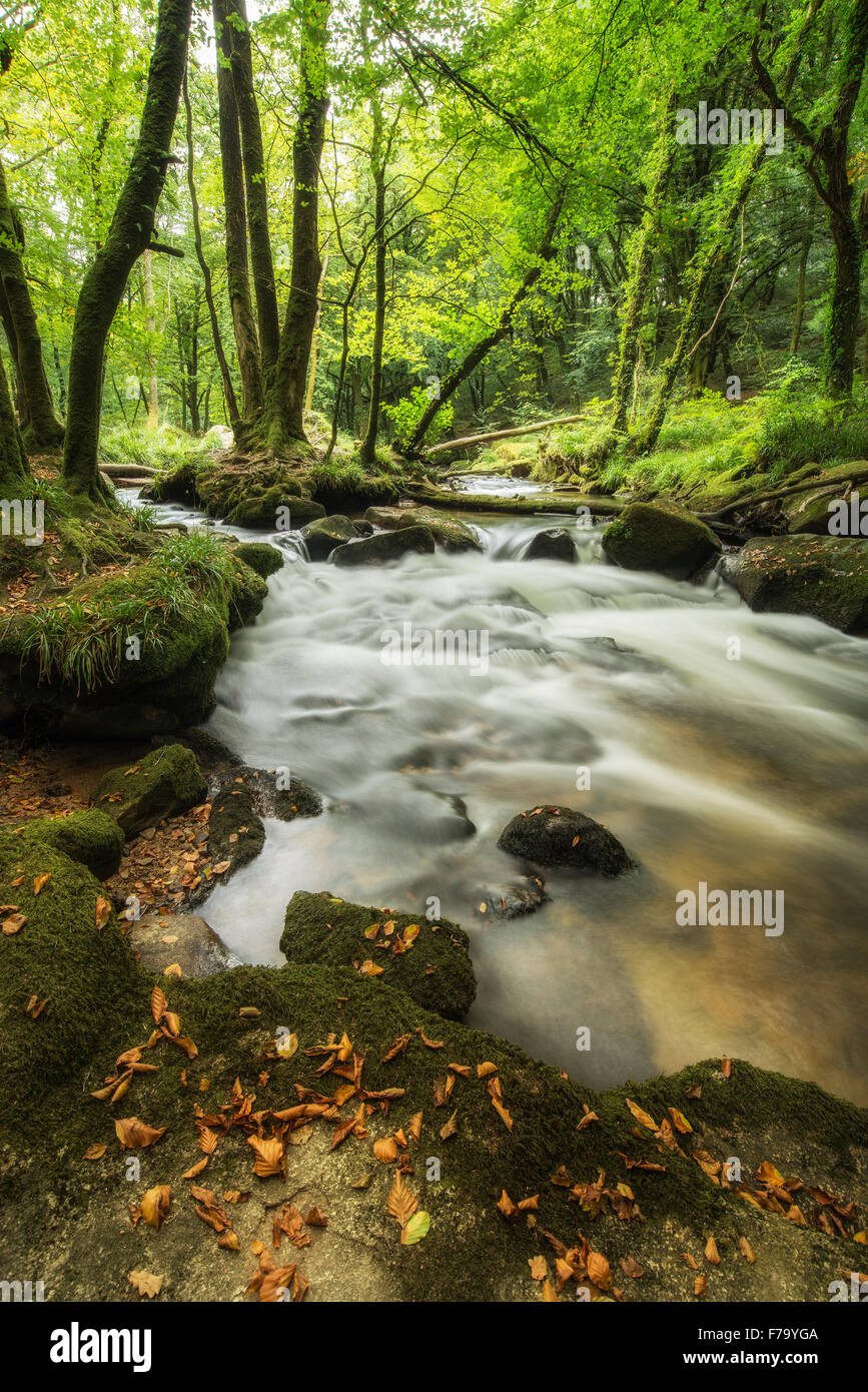 Stunning landscape of river flowing through lush forest Golitha Falls ...