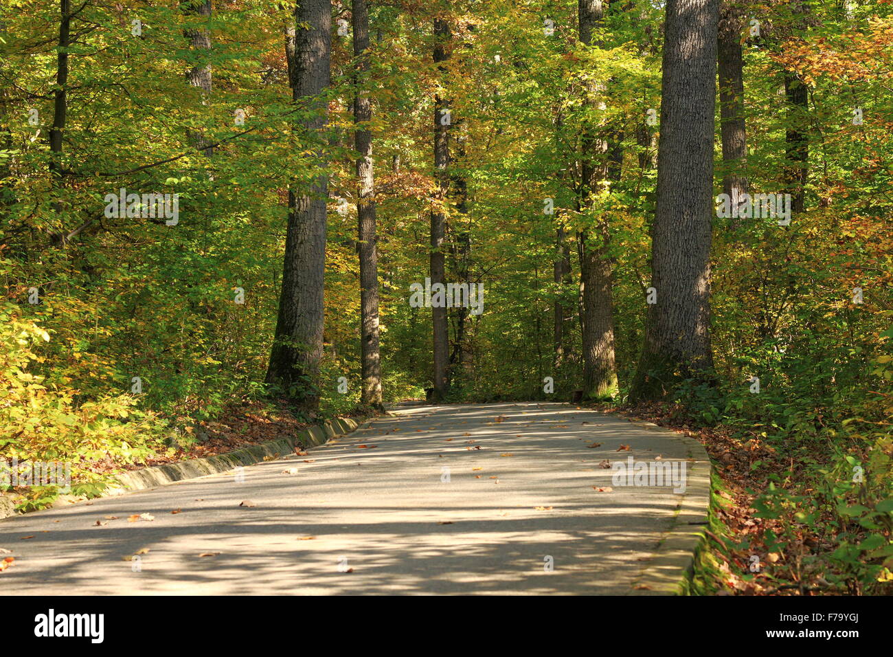 pedestrian path through the forest in fall season Stock Photo - Alamy