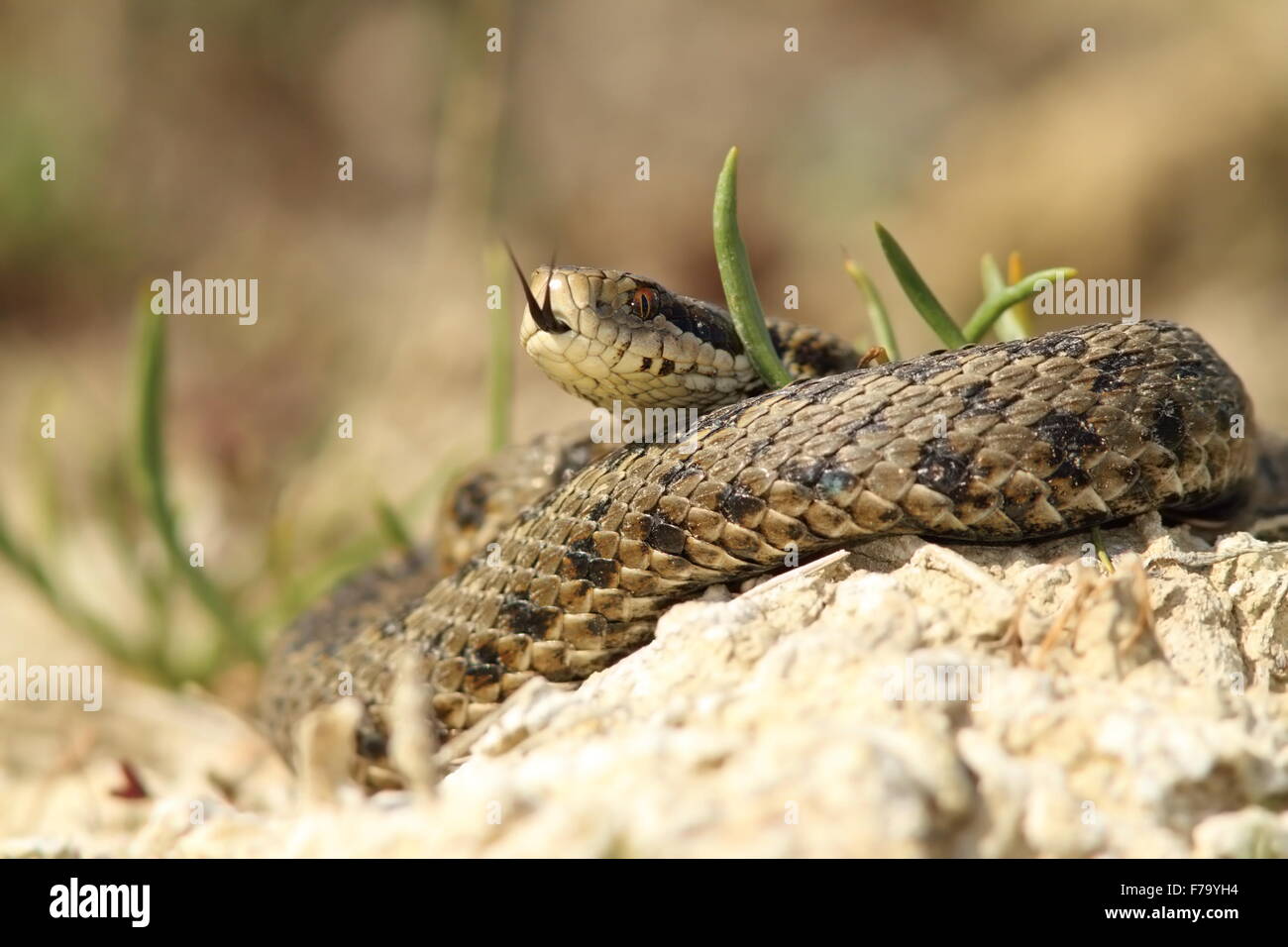 the rarest snake from europe, male meadow viper ( Vipera ursinii ...