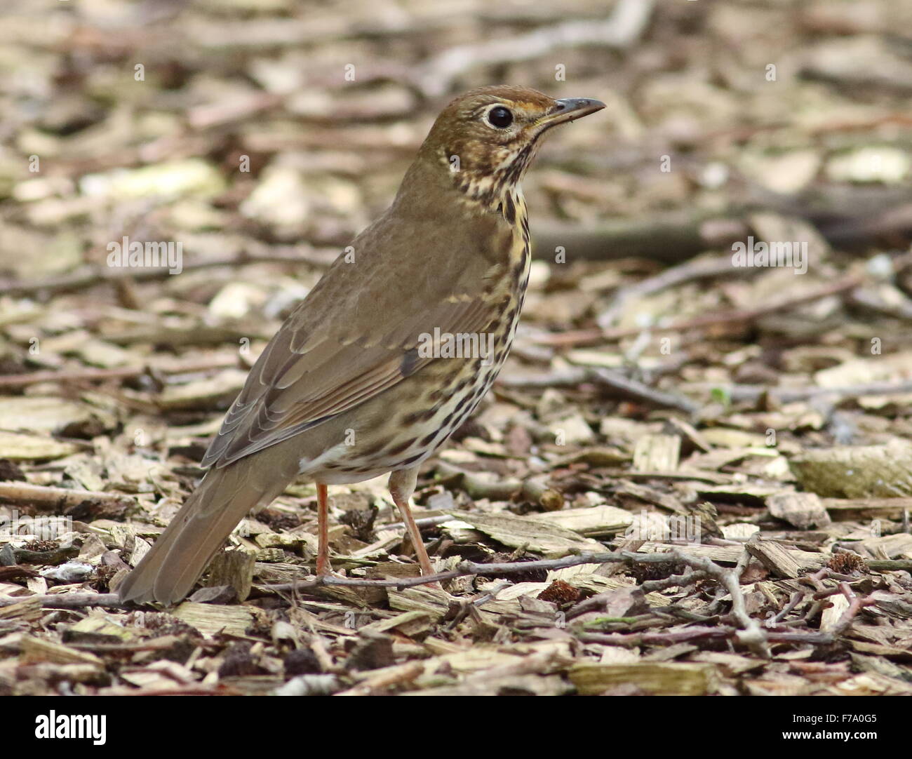 Norfolk thrush hi-res stock photography and images - Alamy