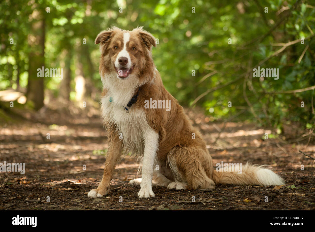Happy dog photographed outside in the forest Stock Photo - Alamy