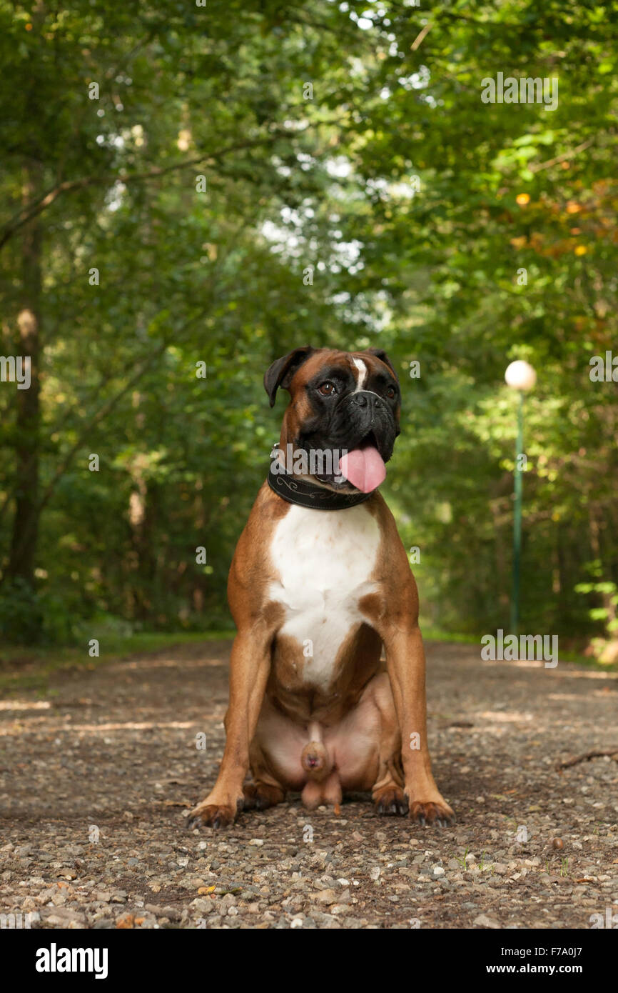 Happy dog photographed outside in the forest Stock Photo - Alamy