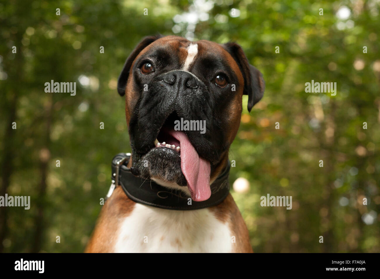 Happy dog photographed outside in the forest Stock Photo - Alamy