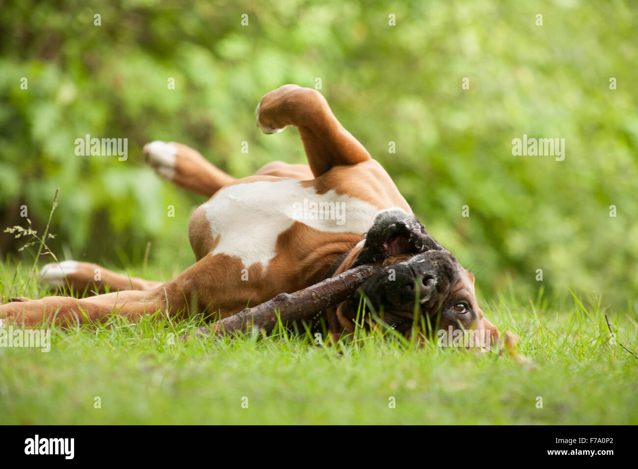 Happy dog photographed outside in the forest Stock Photo - Alamy
