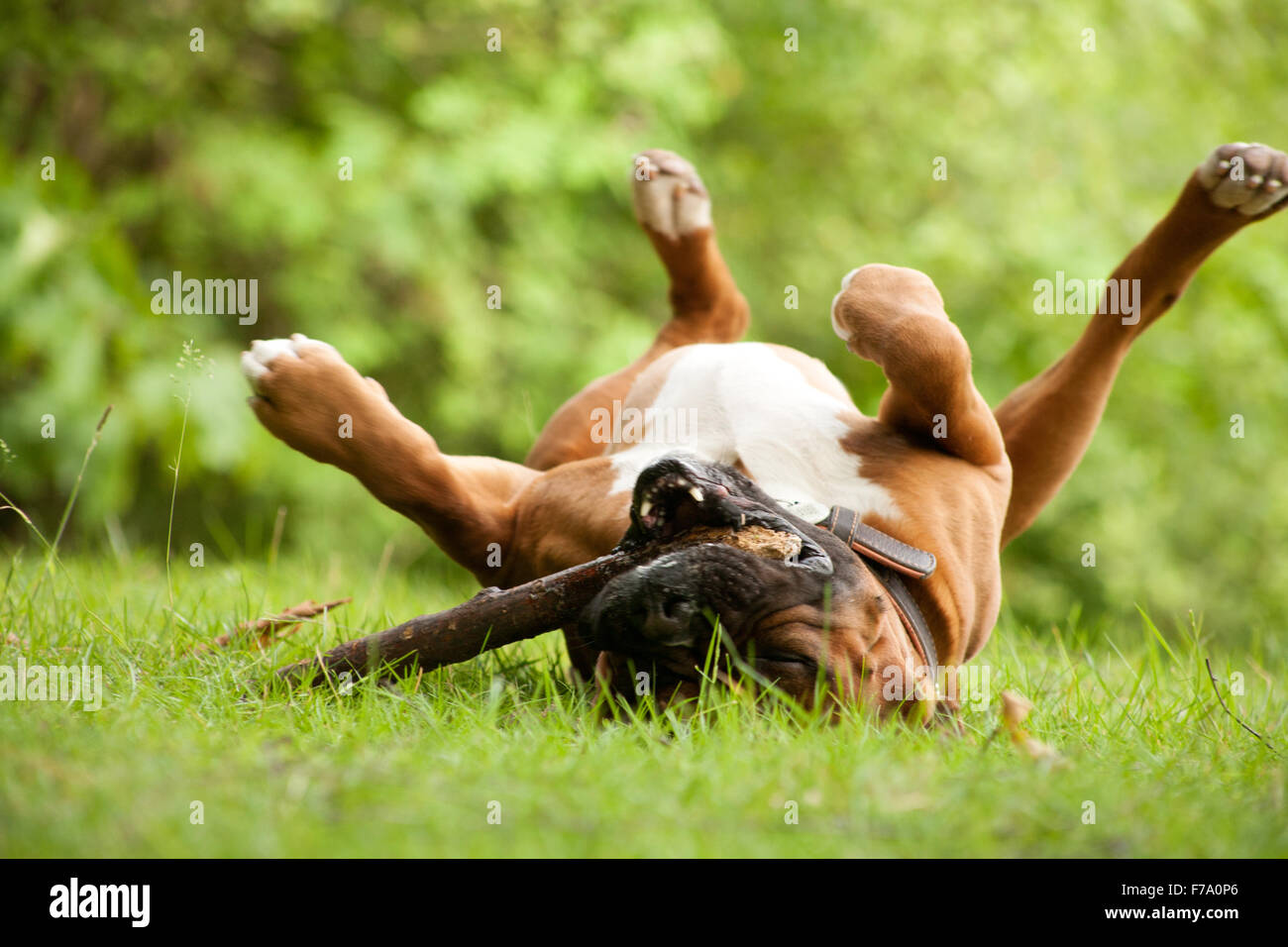 Happy dog photographed outside in the forest Stock Photo - Alamy