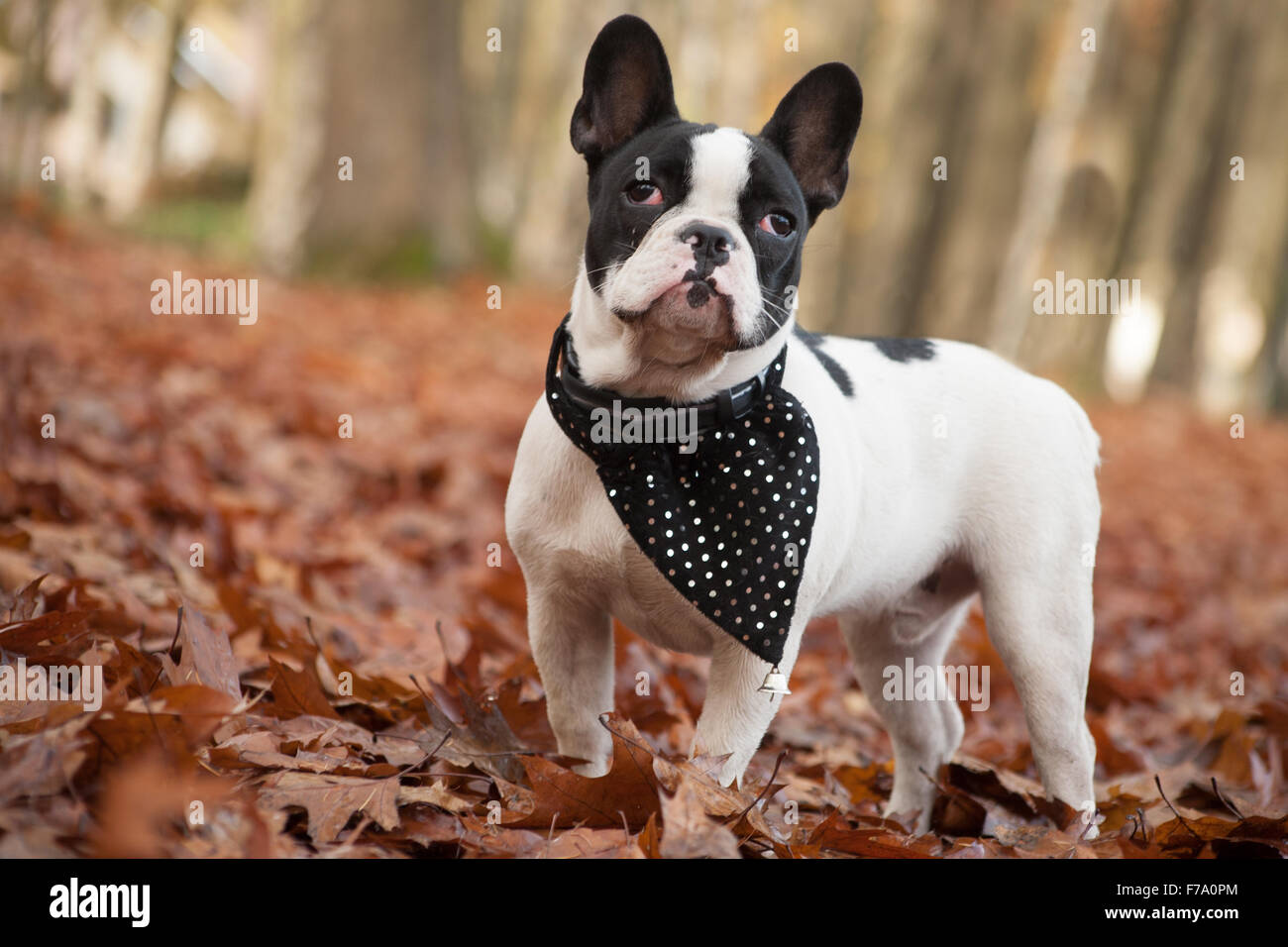 Happy dog photographed outside in the forest Stock Photo - Alamy