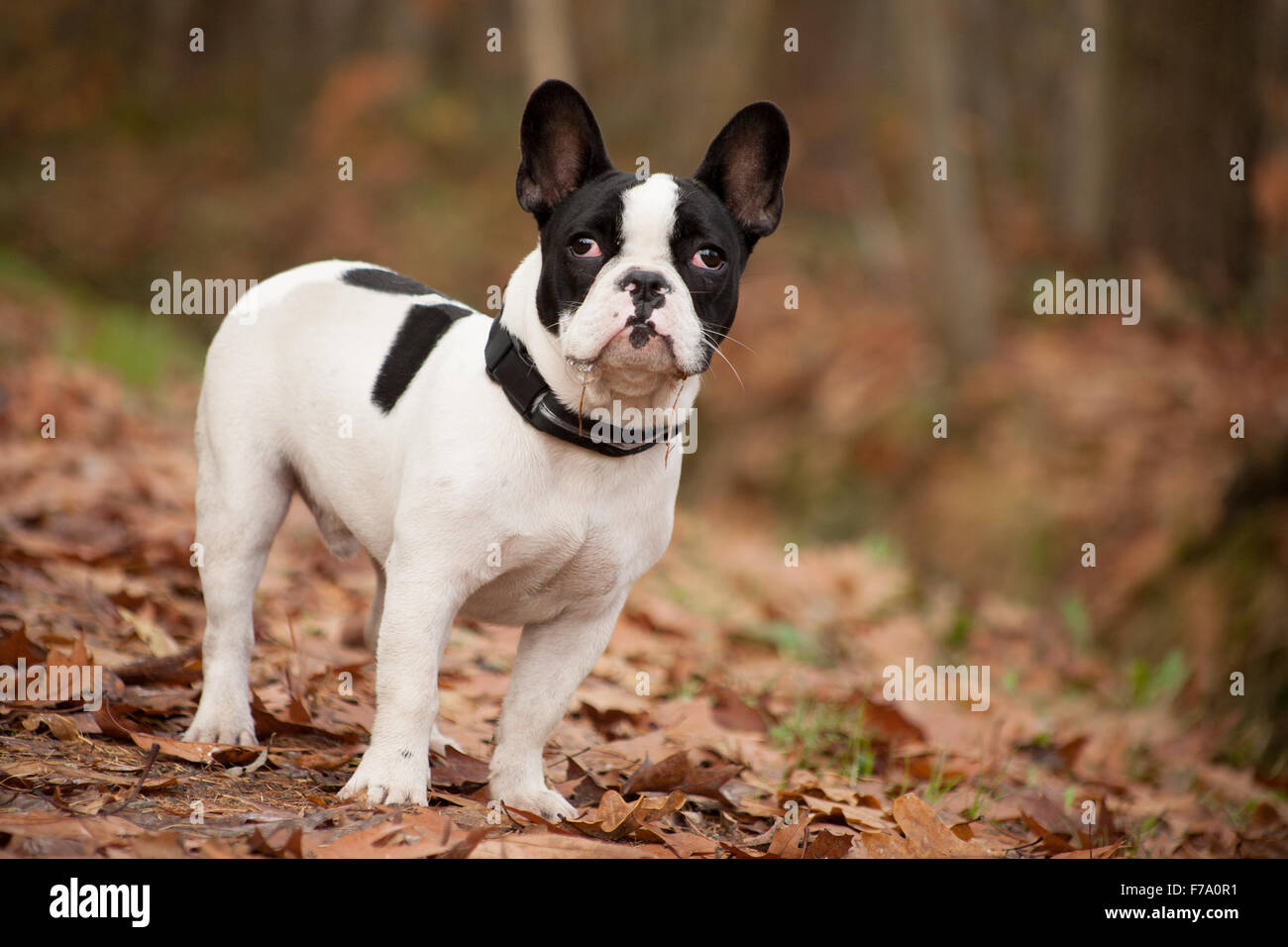 Happy dog photographed outside in the forest Stock Photo - Alamy