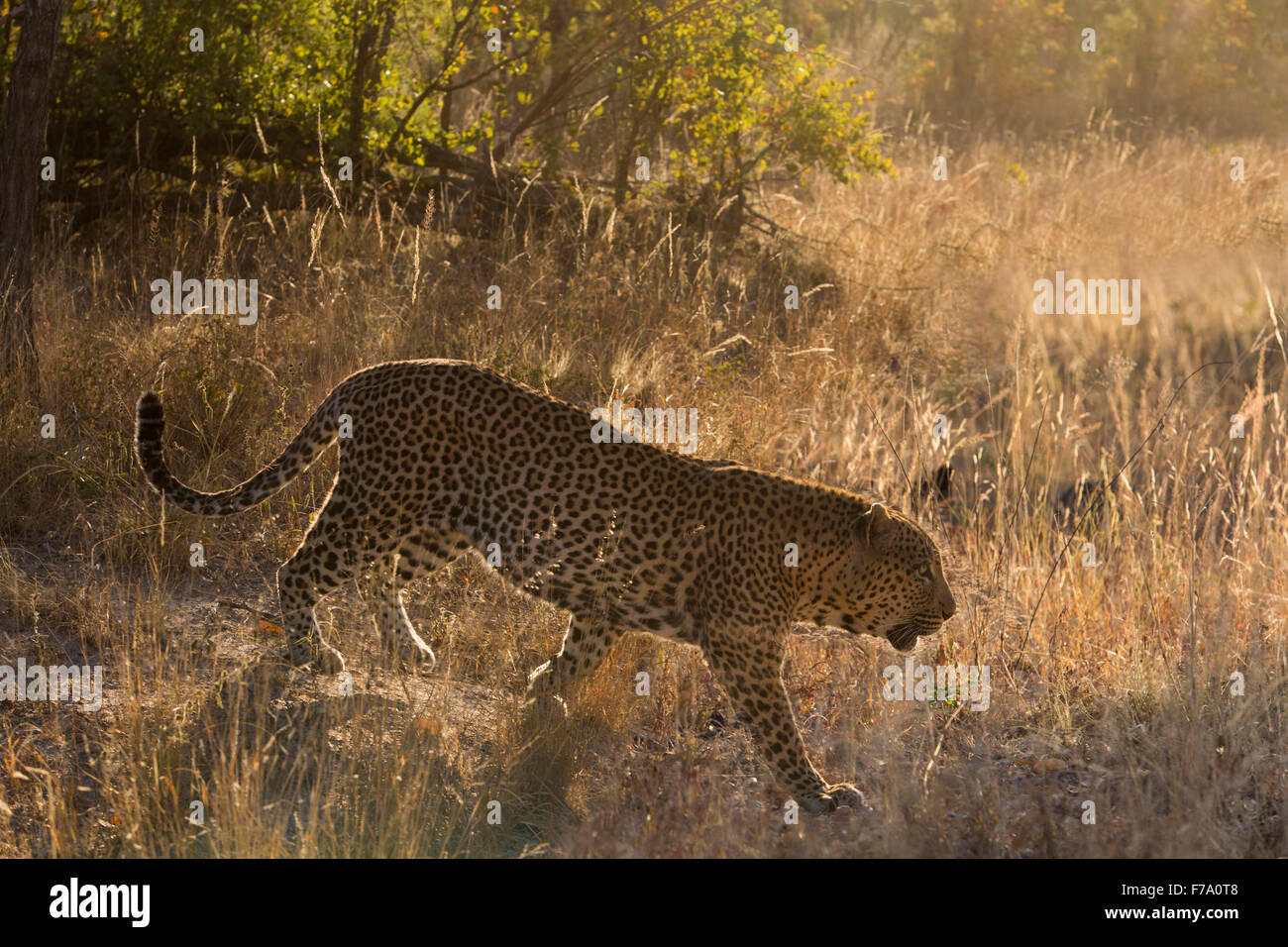 Cheetah walking hi-res stock photography and images - Alamy