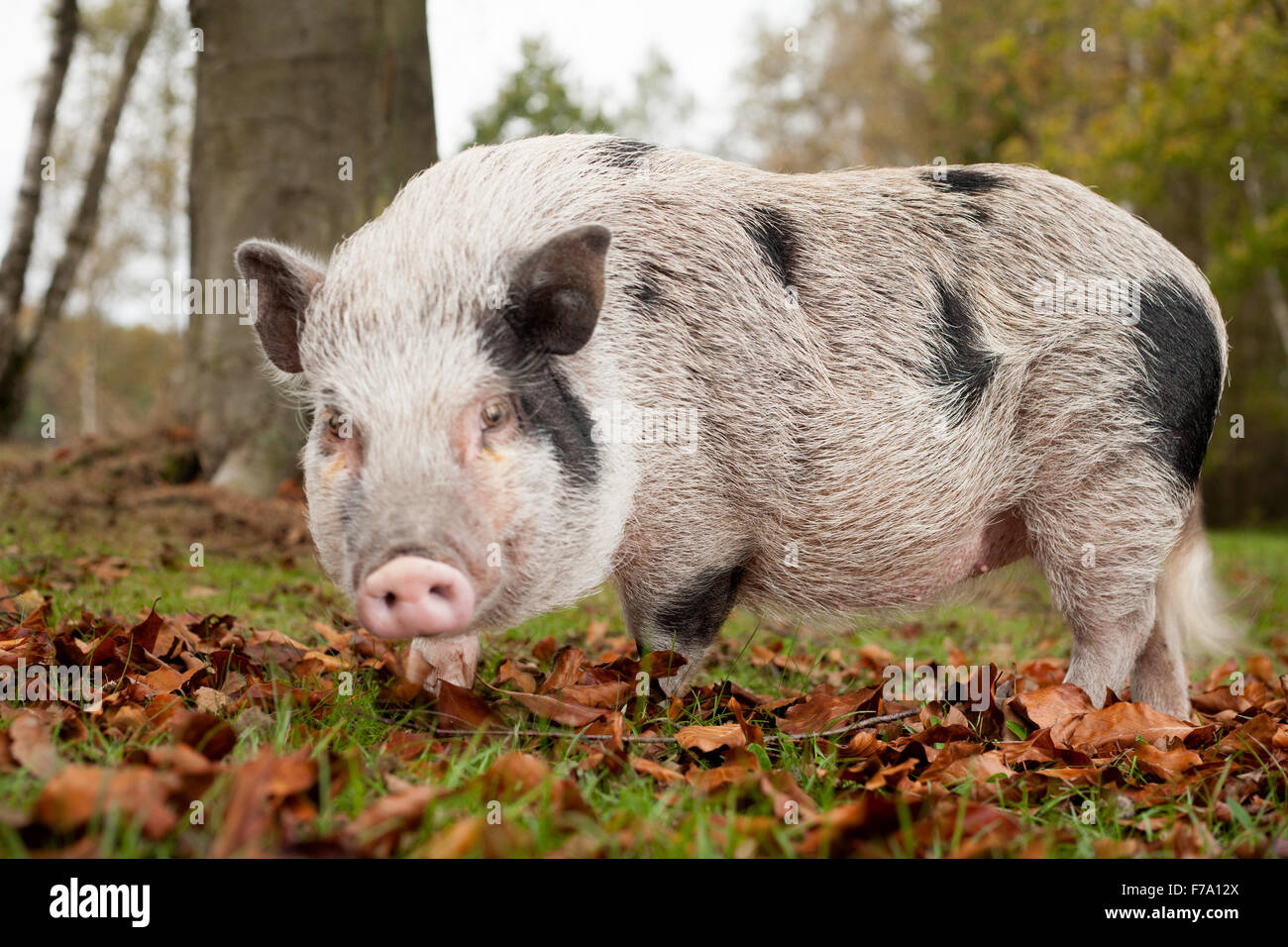 Beautiful young domestic pig hi-res stock photography and images - Alamy
