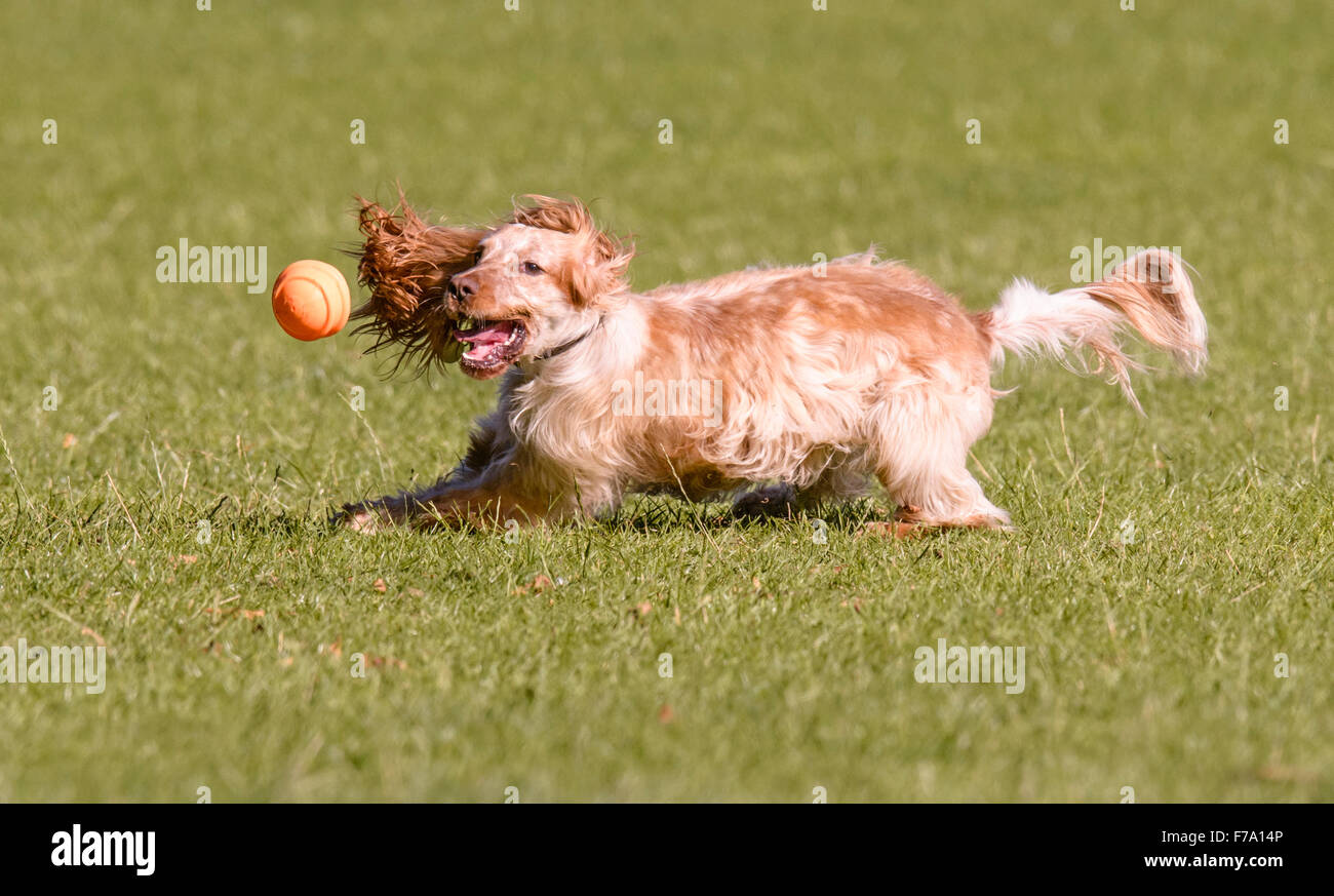 Lemon cocker spaniel hi-res stock photography and images - Alamy