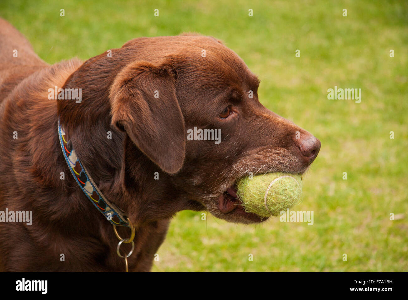Close up picture of brown,red,chocolate labrador dog playing with ball ...