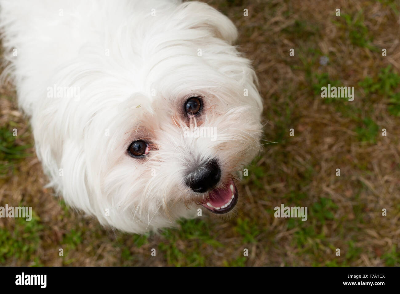 Happy dog photographed outside in the forest Stock Photo - Alamy