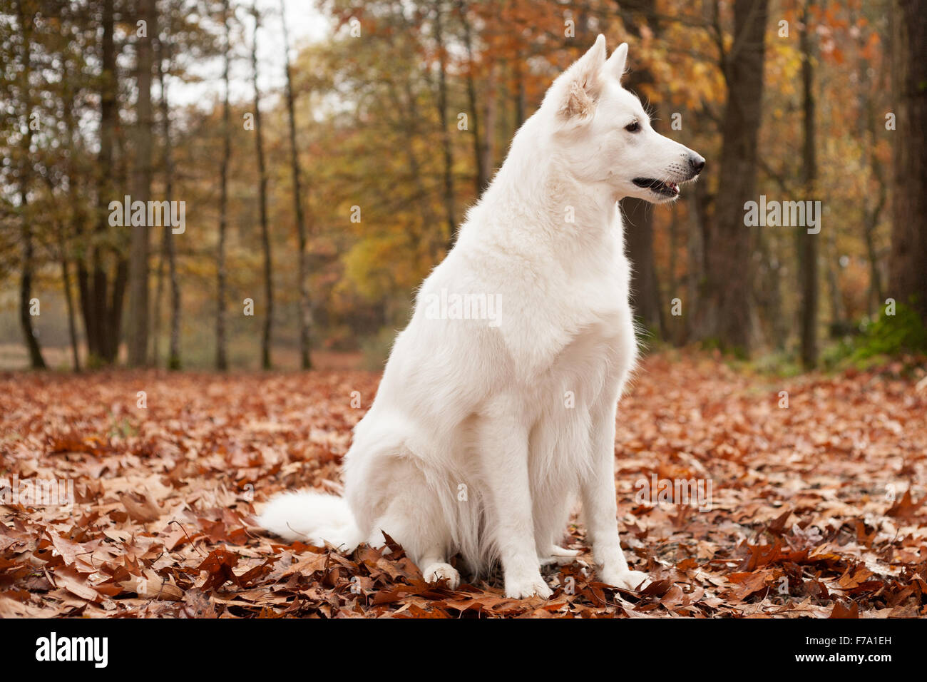 Happy dog photographed outside in the forest Stock Photo - Alamy