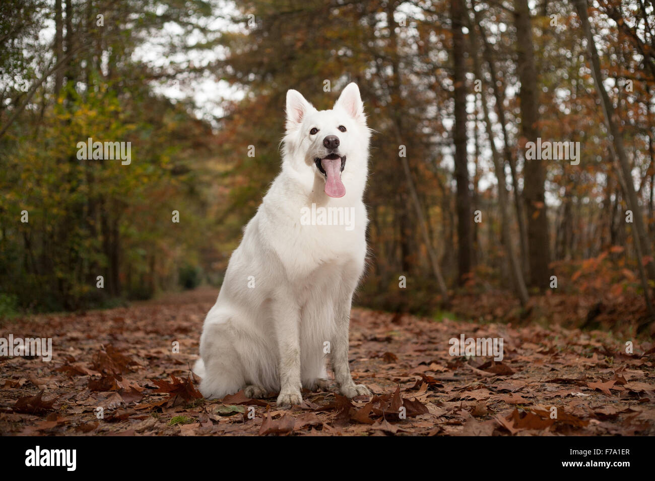 Happy dog photographed outside in the forest Stock Photo - Alamy