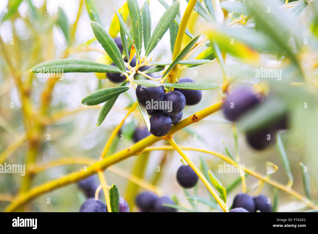 Closeup shot of black olives plant at field in winter Stock Photo - Alamy