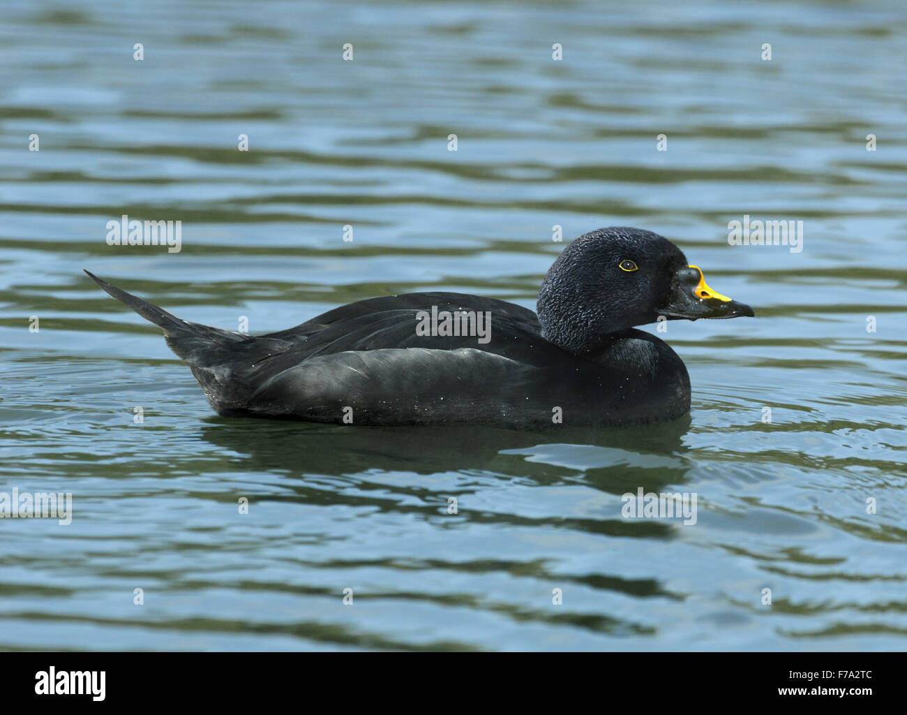 Common Scoter - Melanitta nigra - male Stock Photo - Alamy