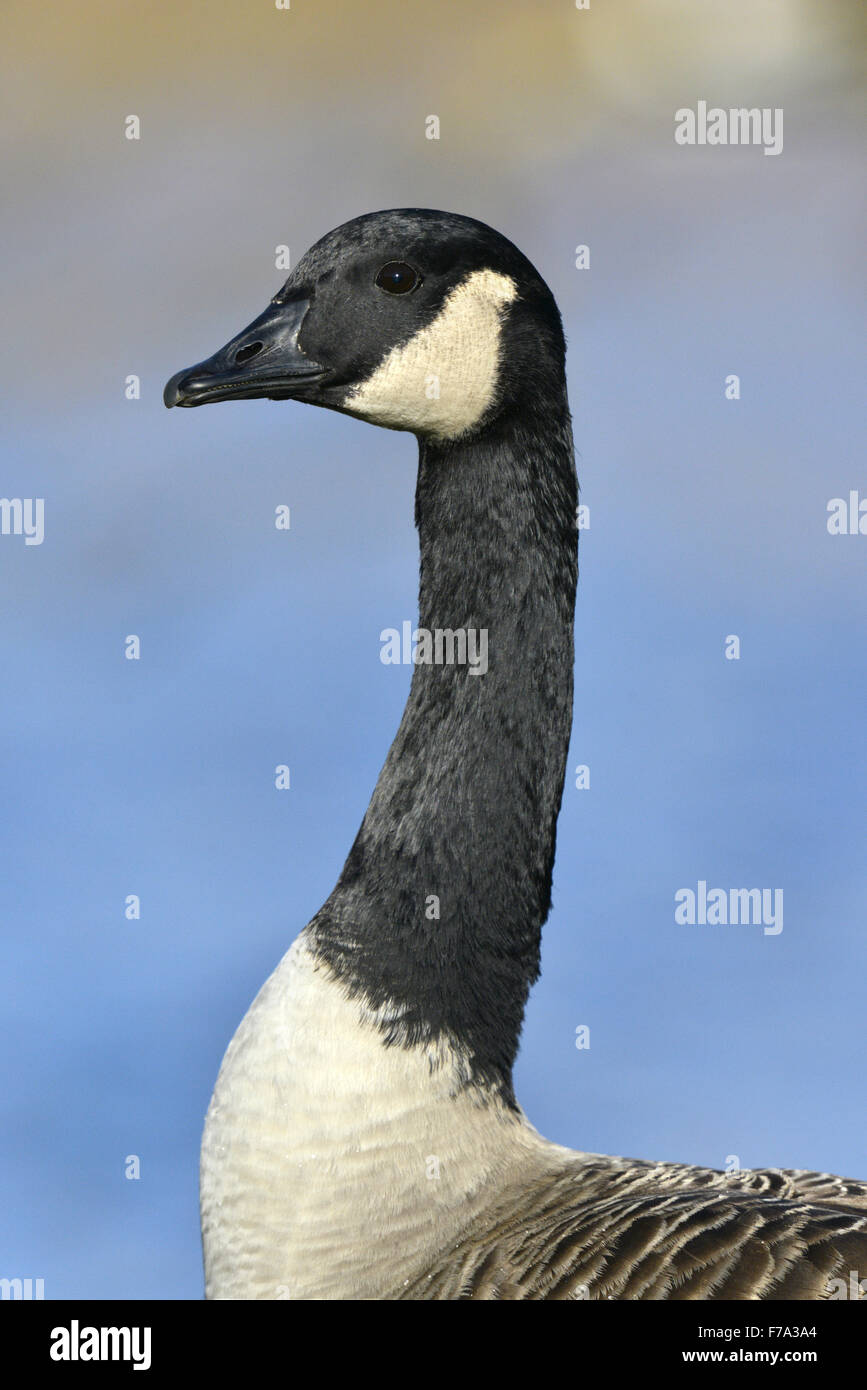 Canada goose head hi-res stock photography and images - Alamy