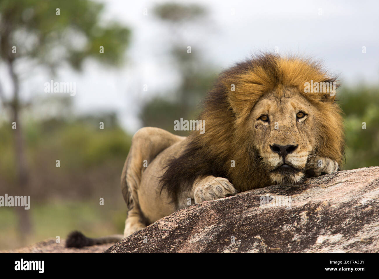 Frontal view of a male lion lying on a rock Stock Photo - Alamy