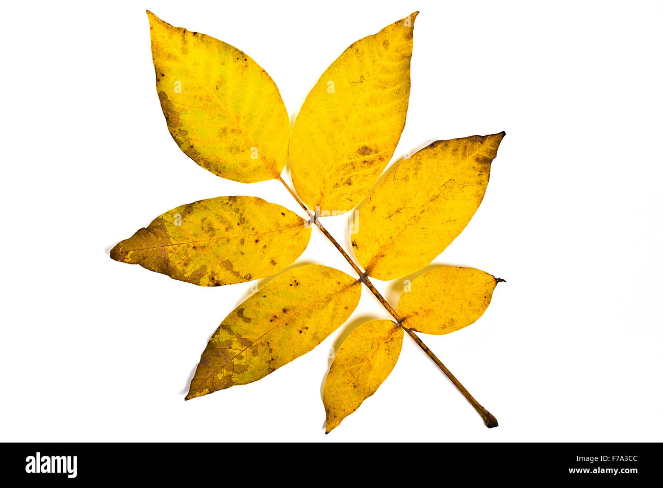 Walnut plant hi-res stock photography and images - Alamy