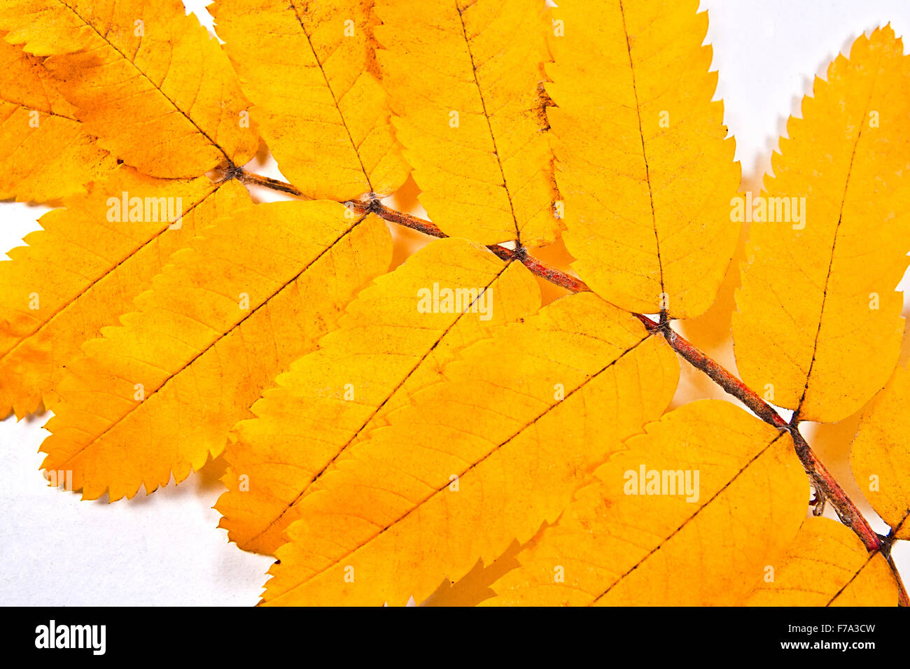 Rowan leaves yellow hi-res stock photography and images - Alamy