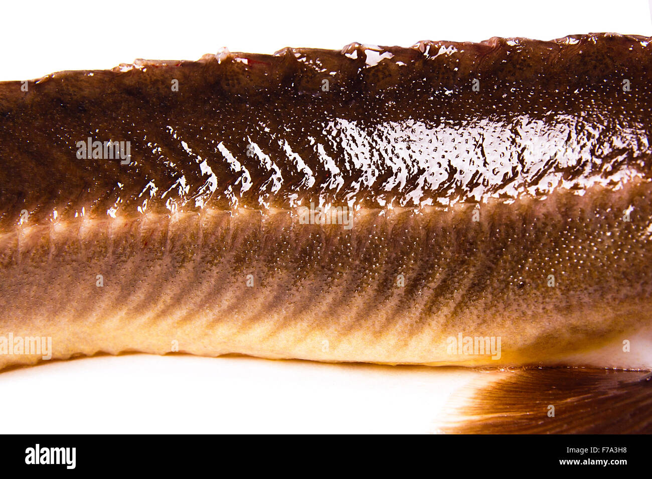 Close up view of the fresh small sturgeon fish isolated on white ...