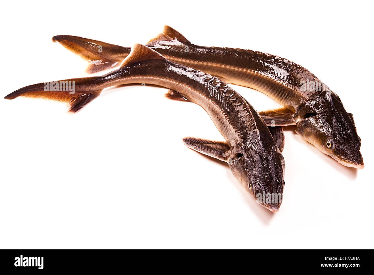 Fresh small sturgeon fish isolated on white background. Fresh sterlet ...