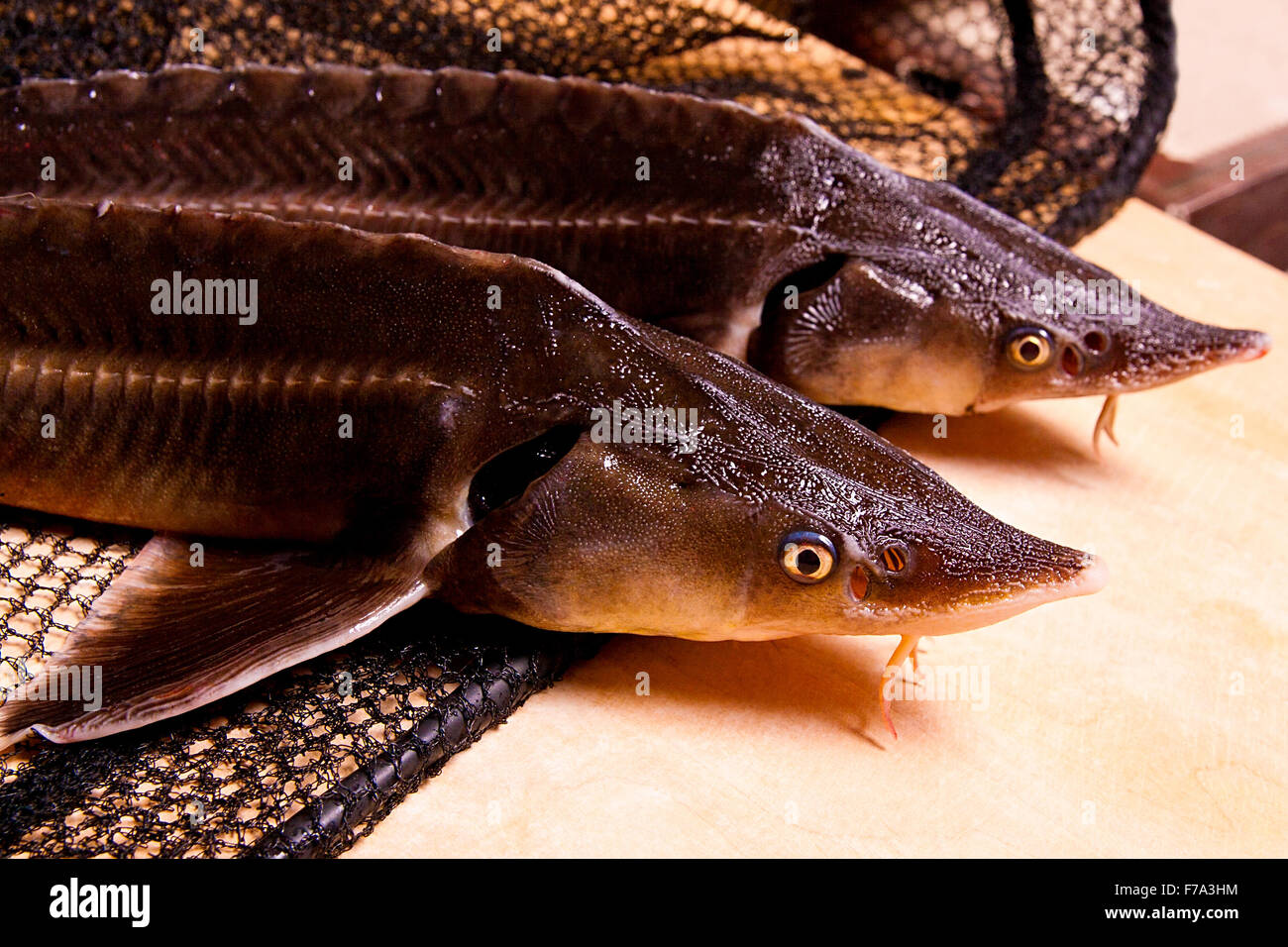 Close up view of the fresh small sturgeon fish on black fishing net ...